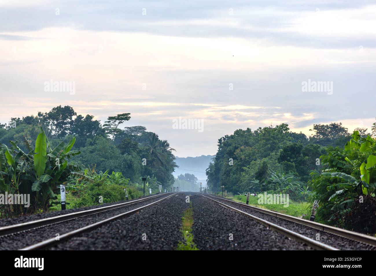 Two-Way Railway Lines Through Rice Fields in early morning. Serene ...