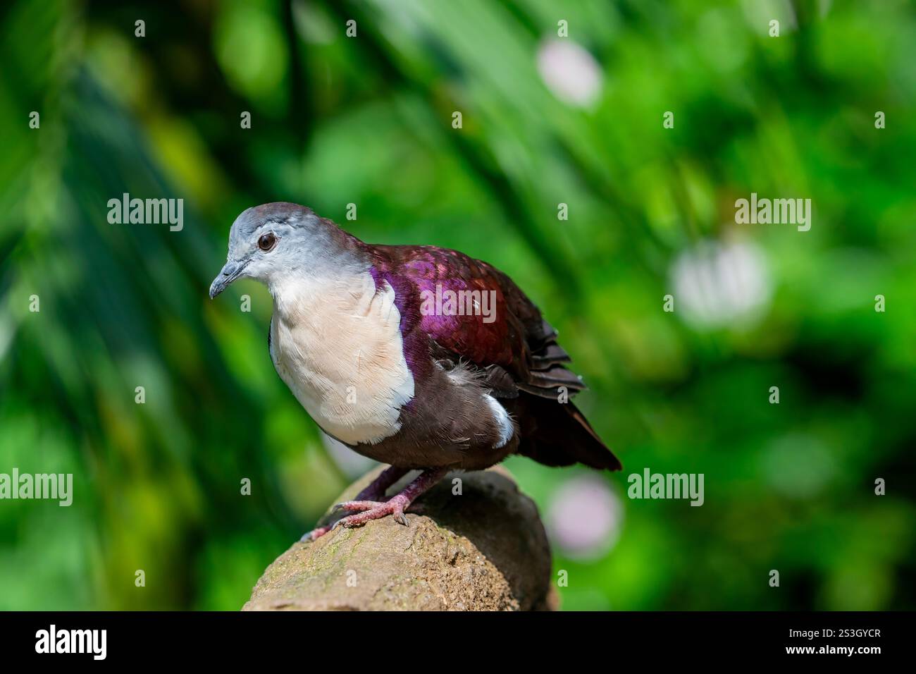 Pampusana sanctaecrucis hi-res stock photography and images - Alamy