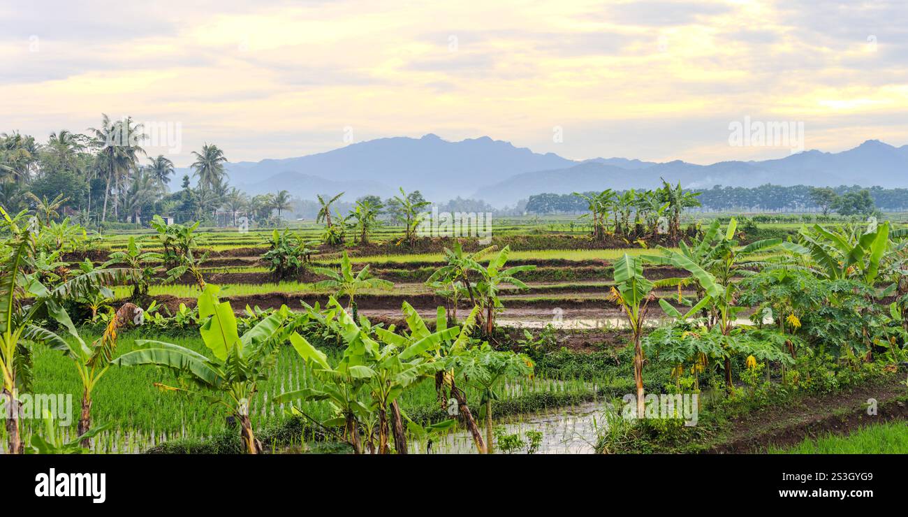 rice field panorama in the morning. Green rice field scenery on ...