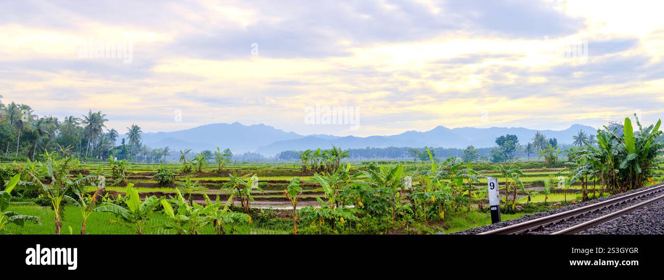 Beautiful rice field panorama with beautiful sky in the morning. Scenic ...
