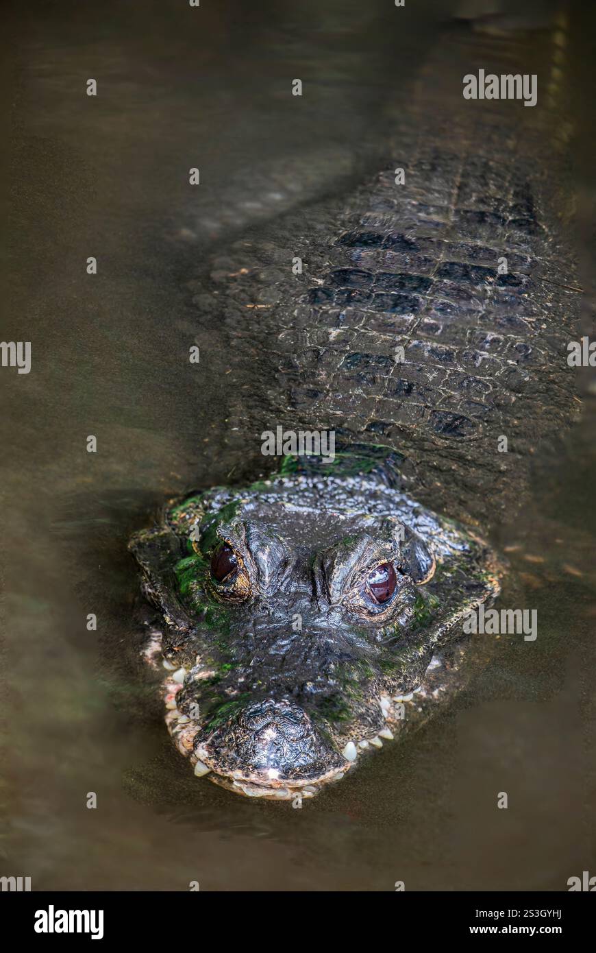 The closeup image of Chinese alligator (Alligator sinensis). A ...