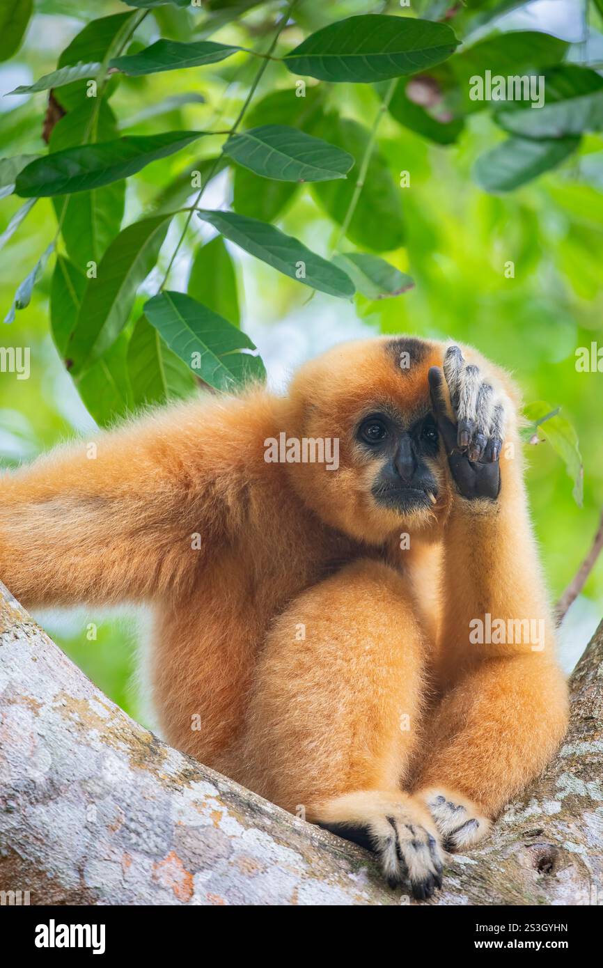 The Buff-cheeked Gibbon (Nomascus gabriellae) is a Southeast Asian ...