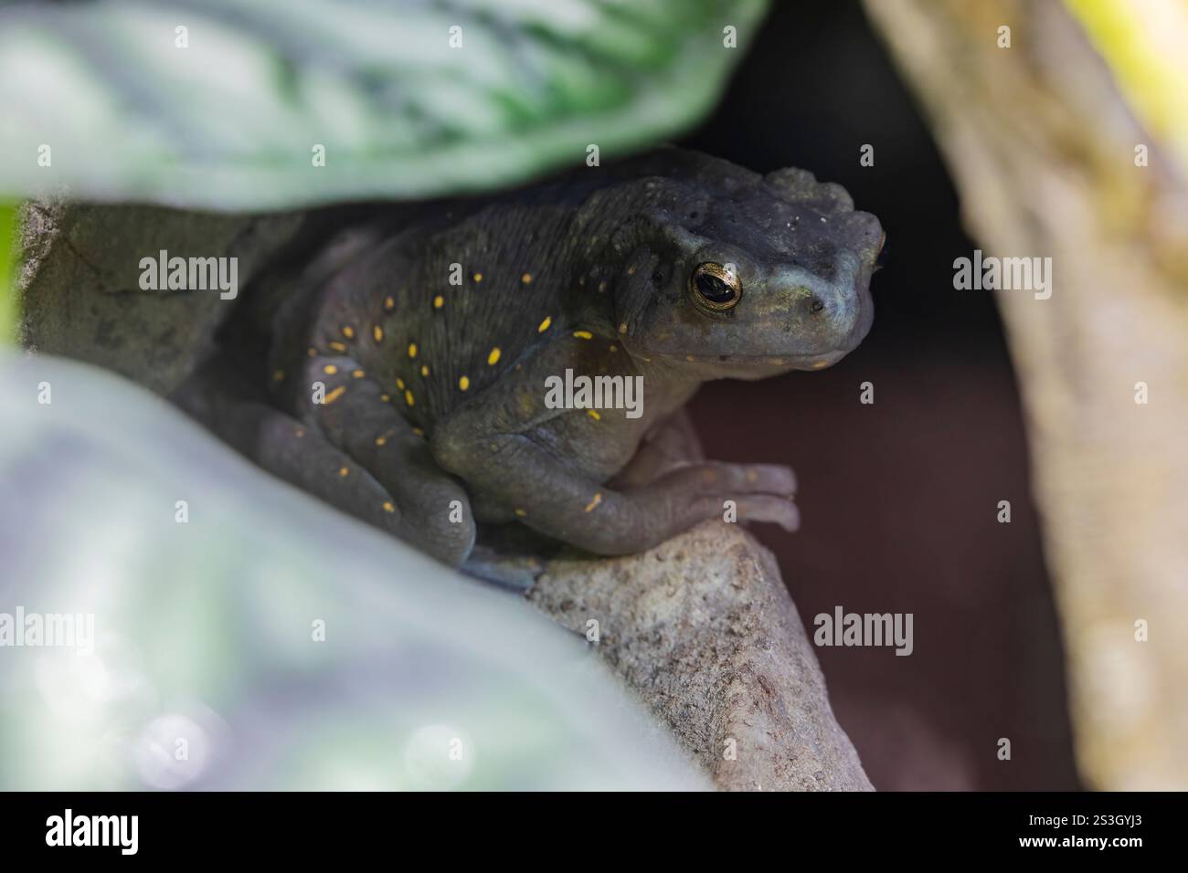 The Yellow-spotted Tree Toad (Rentapia flavomaculata) is a species ...
