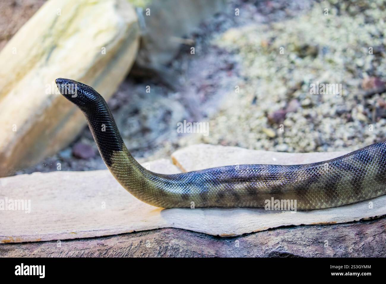 The black-headed python (Aspidites melanocephalus) is a species of ...