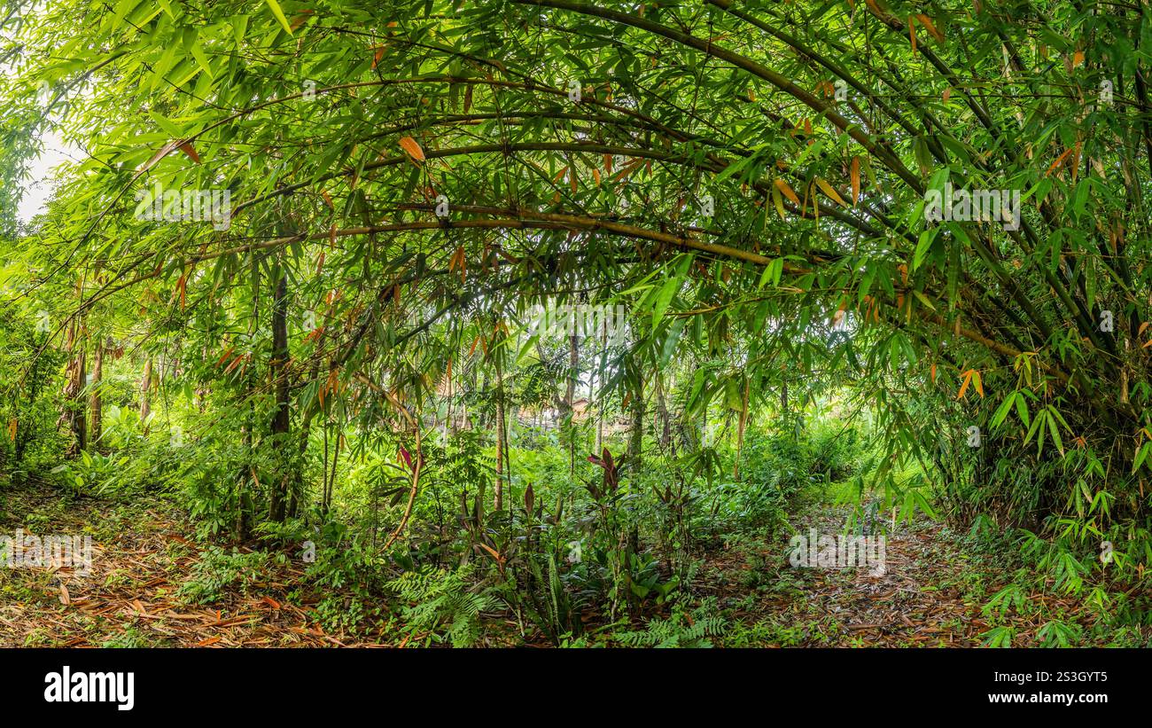 Lush bamboo trees creating a beautiful archway. Natural bamboo trees ...