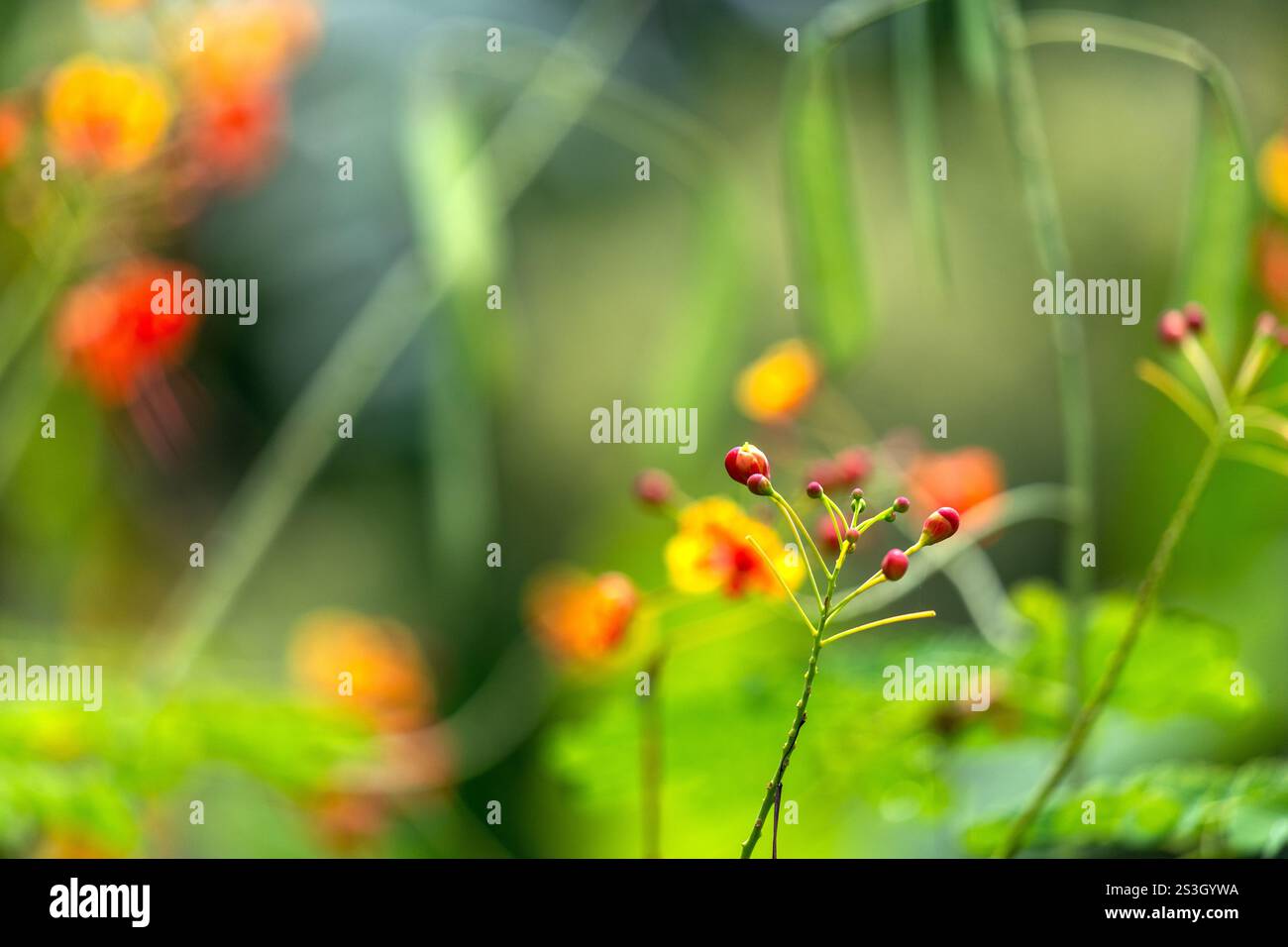 Beautiful red berry flower for wallpaper. Little red flower against ...
