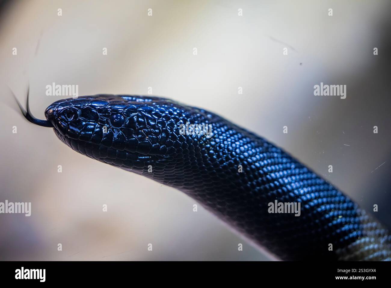The black-headed python (Aspidites melanocephalus) is a species of ...