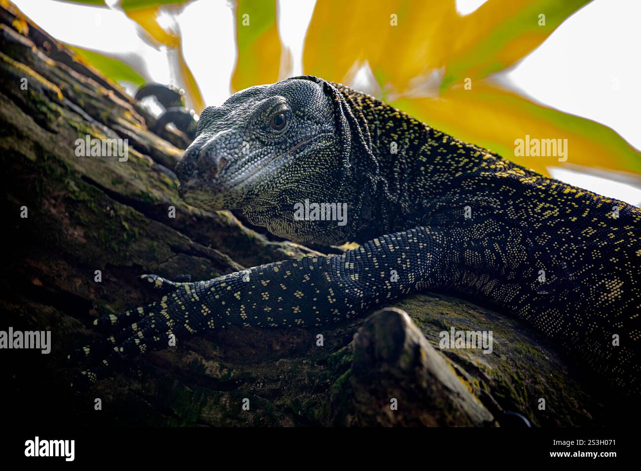 Salvadori's monitor (Varanus salvadorii) is one of the longest lizards ...