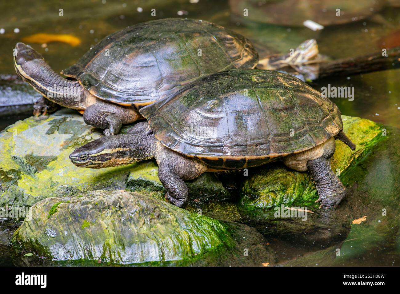 A Malayan box turtle (Cuora amboinensis) in the pond. These turtles ...