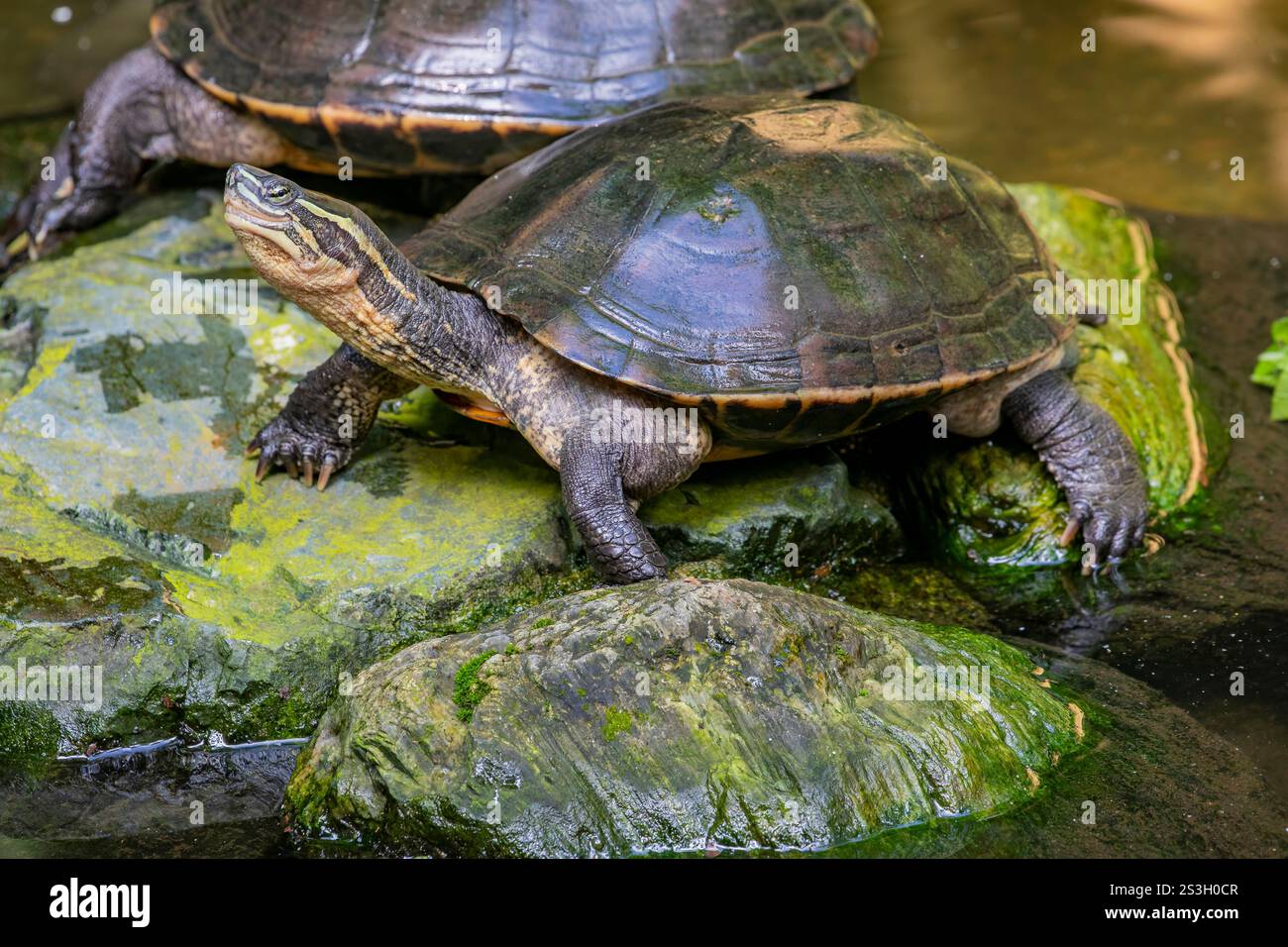 A Malayan box turtle (Cuora amboinensis) in the pond. These turtles ...