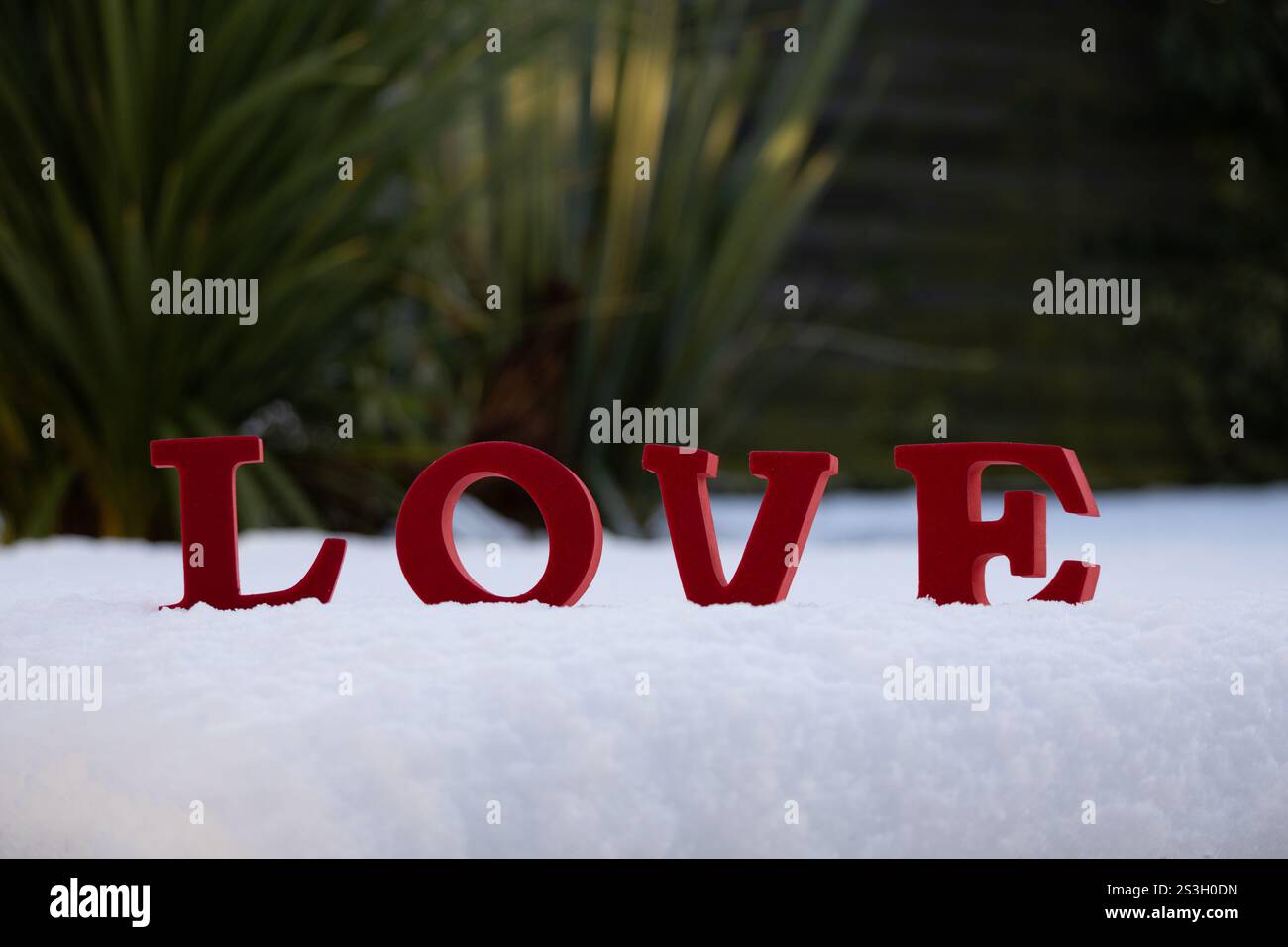 The word Love in red standing vertically on the snow with green ...