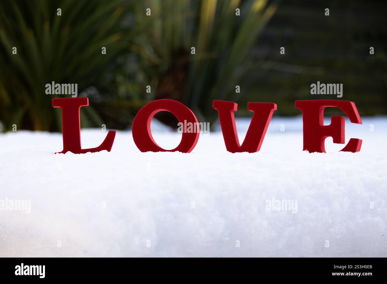 The word Love in red standing vertically on the snow with green ...