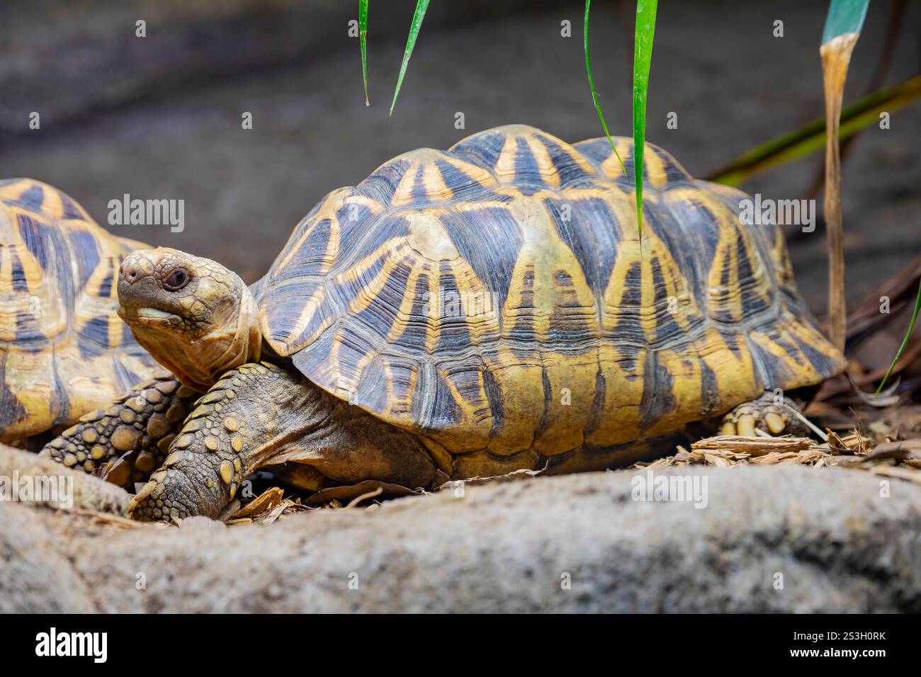The Burmese star tortoise (Geochelone platynota) is a critically ...