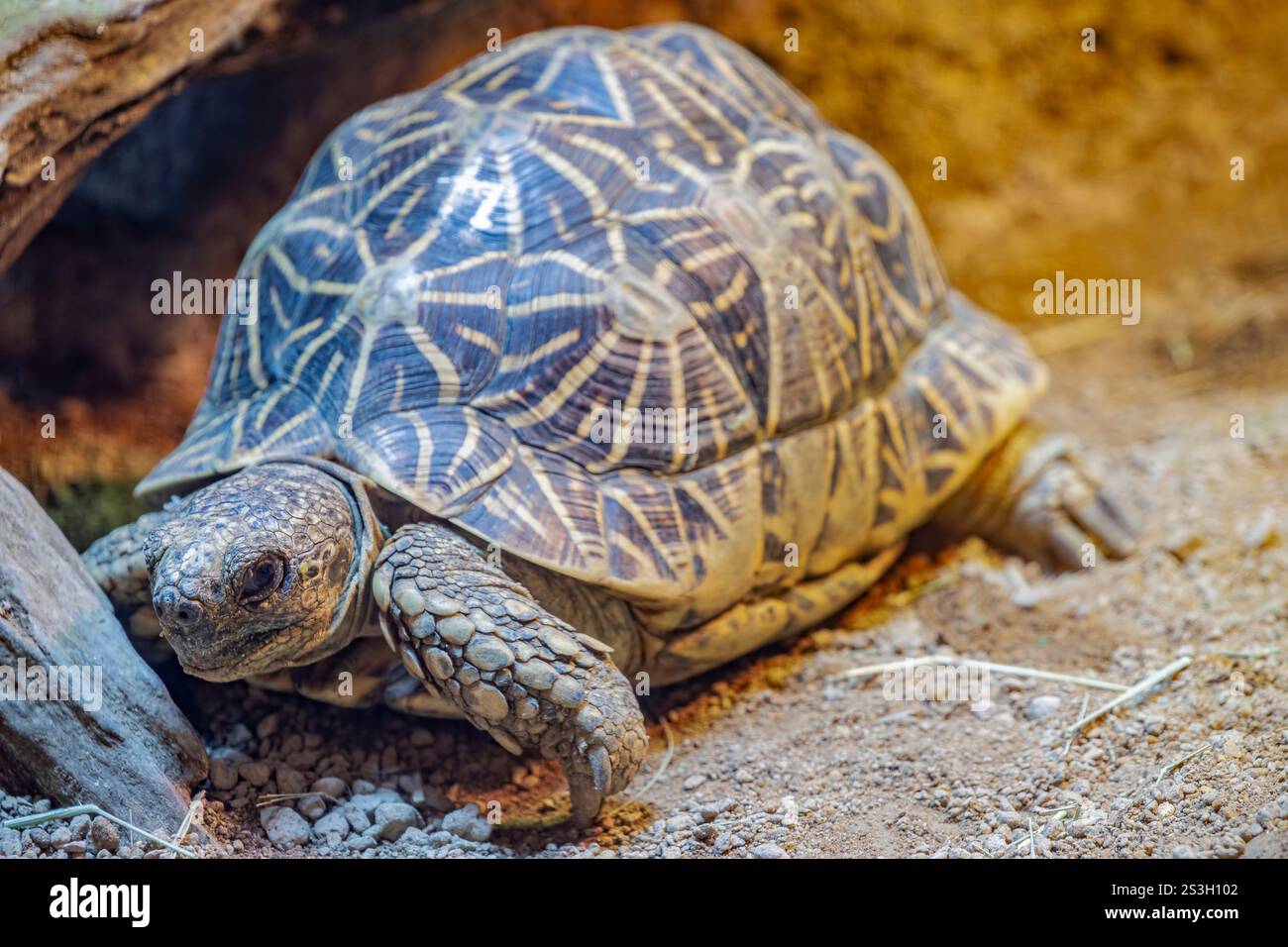 The Indian star tortoise (Geochelone elegans) is a threatened tortoise ...