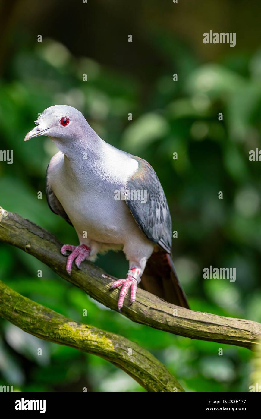 Pink headed imperial pigeon hi-res stock photography and images - Alamy