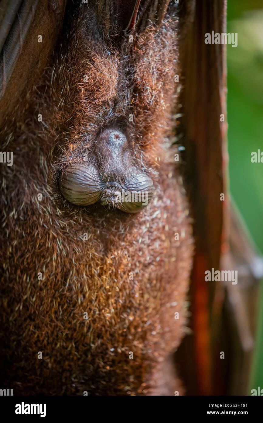 The reproductive organs of Malayan flying fox (Pteropus vampyrus) body ...