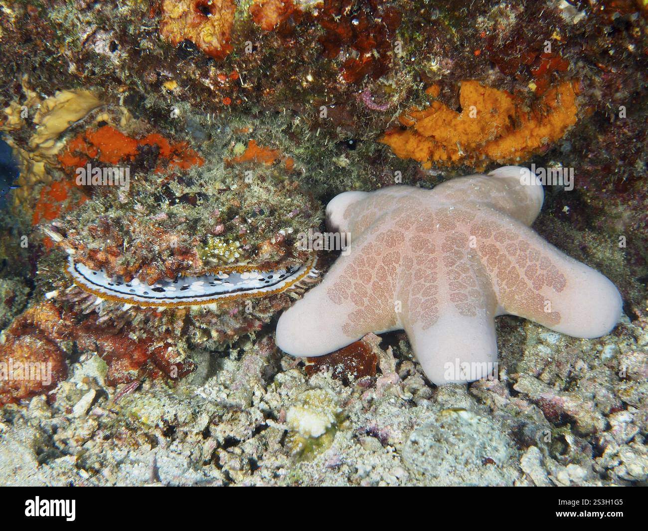 Granulated roller star (Choriaster granulatus) and large variable spiny ...