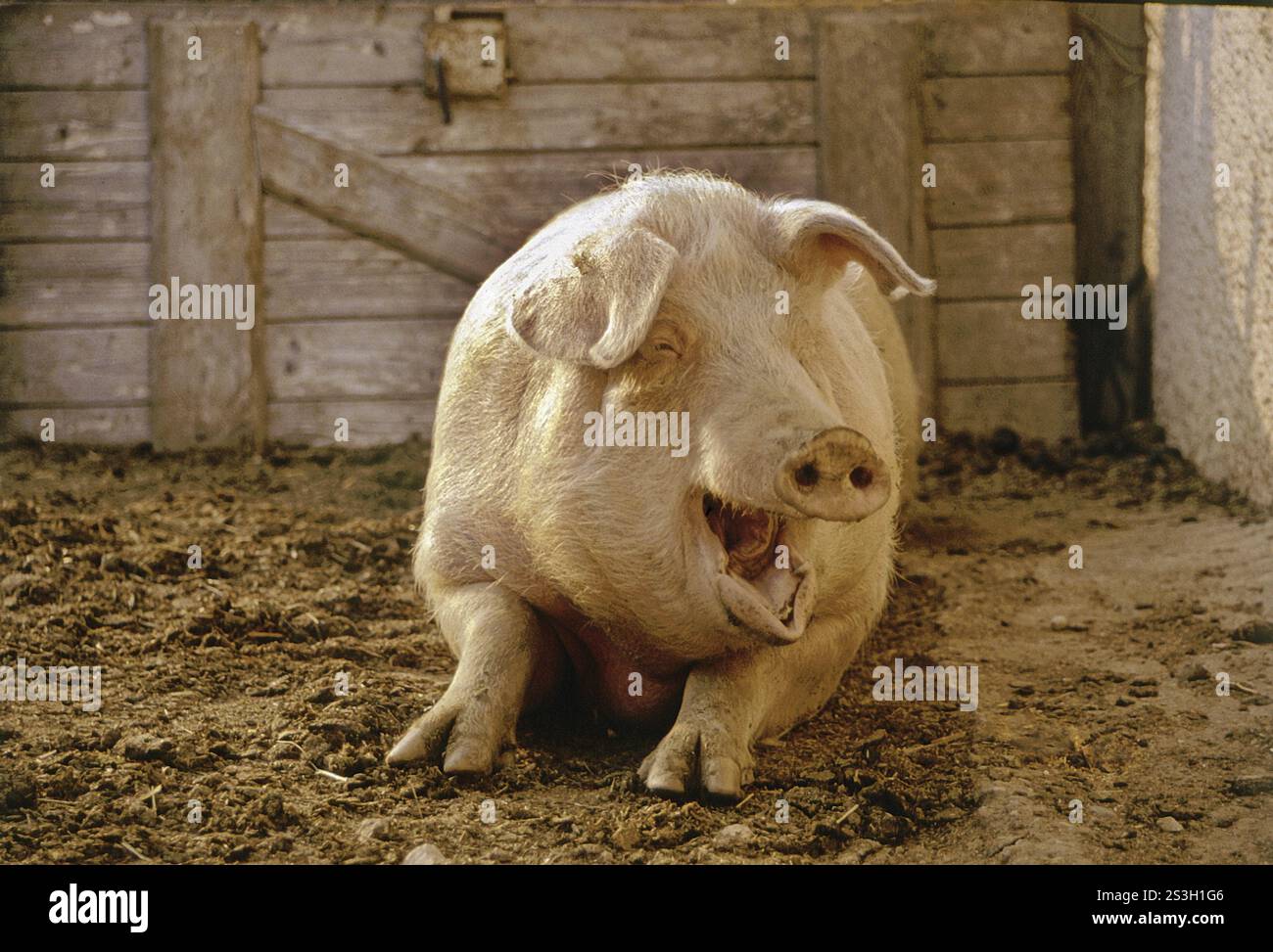 A pig sits relaxed on the floor of a rustic barn, humour picture ...