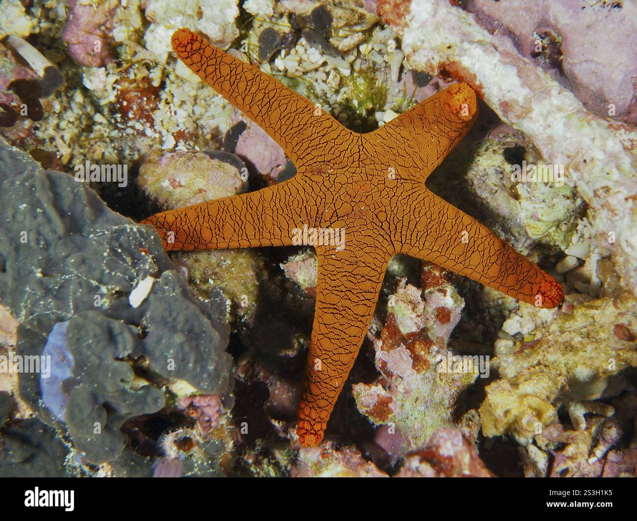 Bright orange-coloured Indian starfish (Fromia indica) with a striking ...