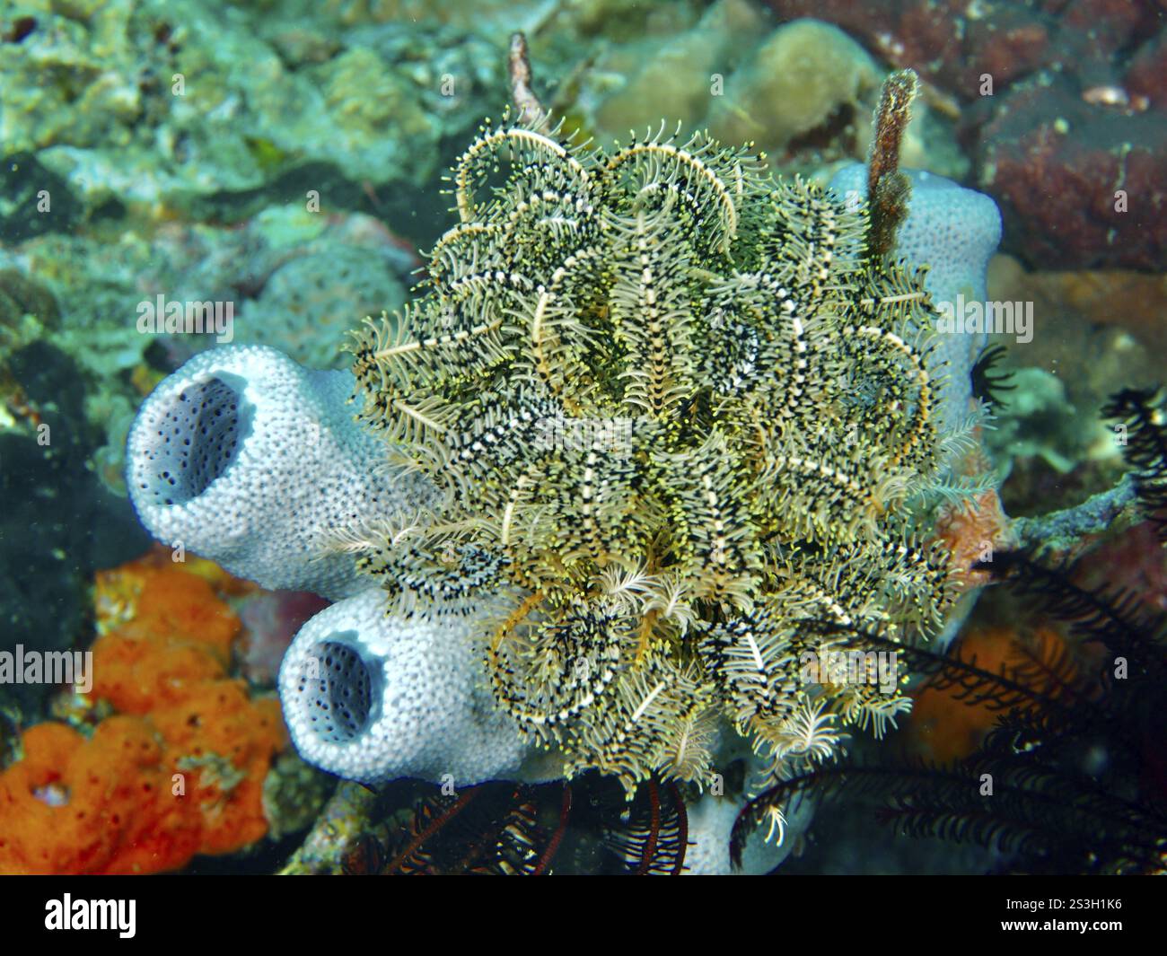 Greenish, filigree Bennett's hair star (Anneissia bennetti) on a sea ...
