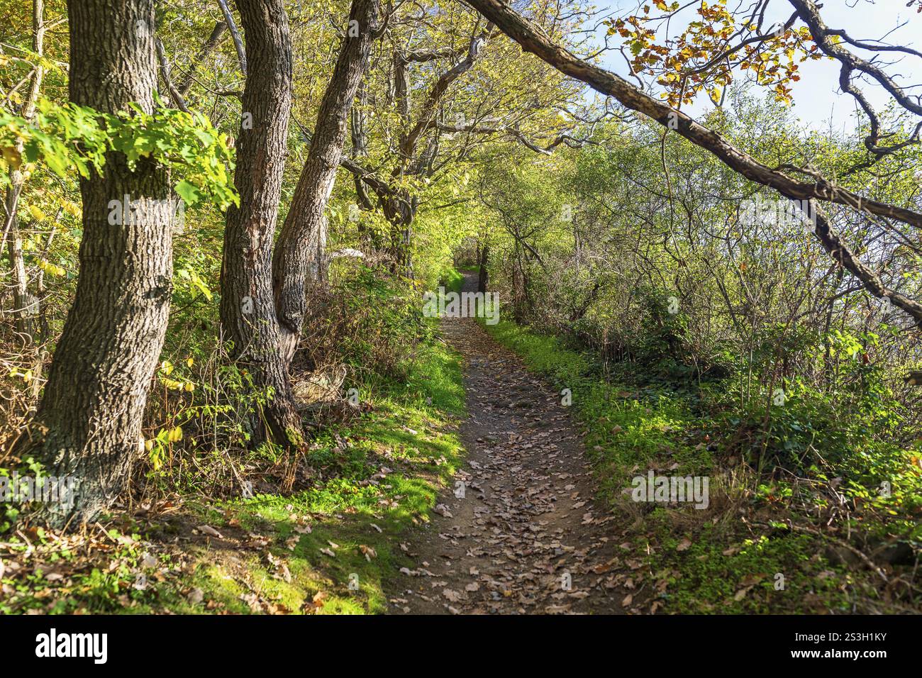 Waldweg zum Weinberg, Diesbar-Seusslitz, Saxony, Germany, Europe Stock ...
