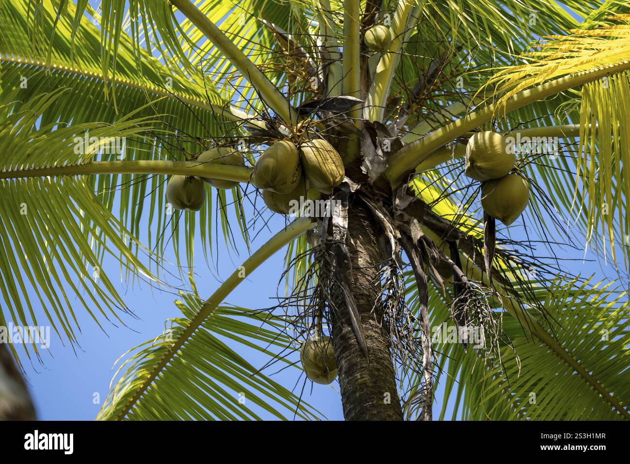 Coconuts on a coconut palm (Cocos nucifera), Puntarenas province, Costa ...