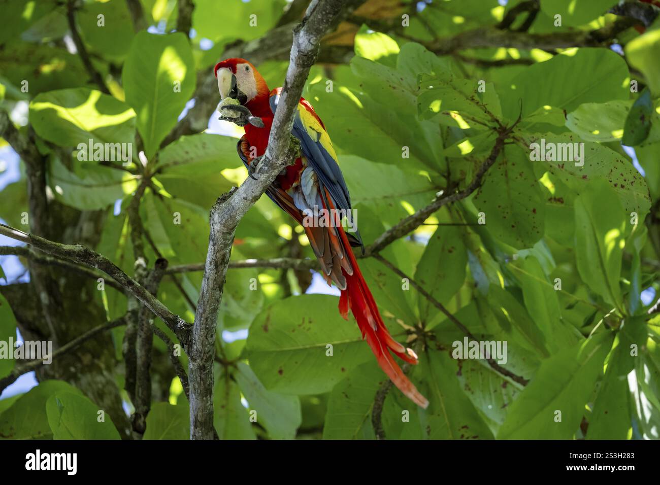 Scarlet Macaw (Ara macao) eating fruit in catappa tree (Terminalia ...