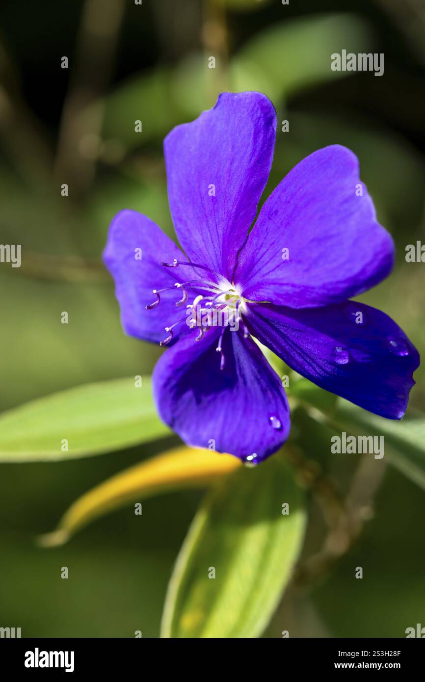 Violet tree (Tibouchina urvilleana), purple blossom, Tortuguero ...