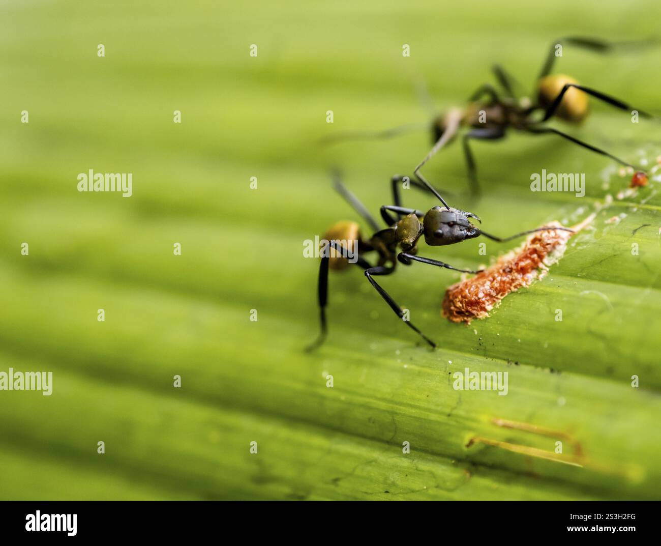 Two ants on a leaf, Corcovado National Park, Osa Peninsula, Puntarena ...