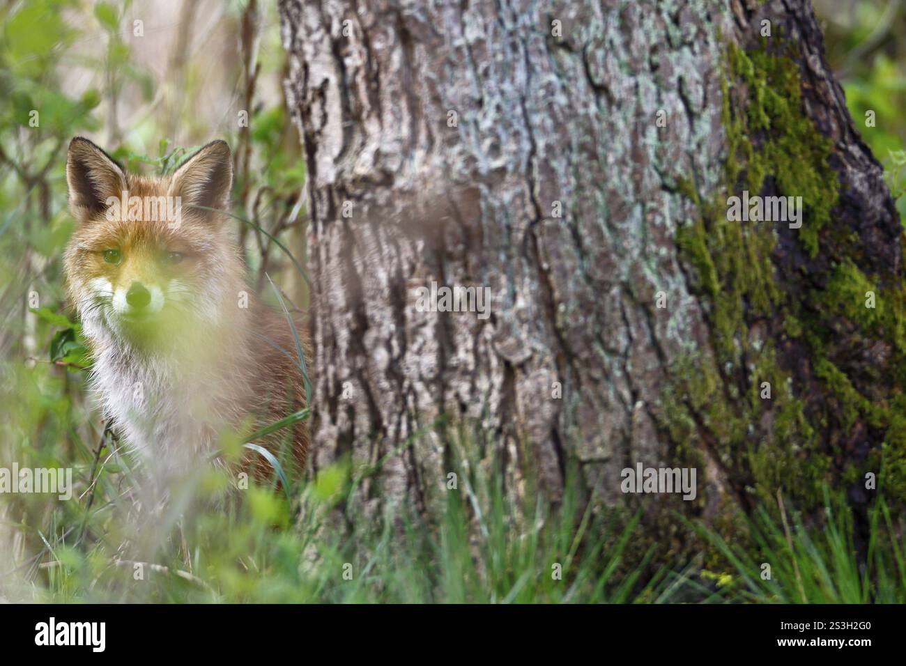 Red fox (Vulpes vulpes) looking out from behind a tree, watchful fox ...