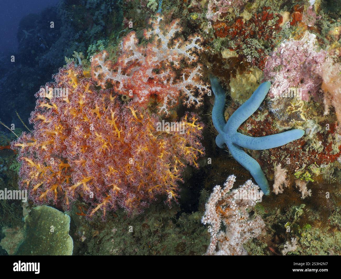 Colourful coral reef with blue starfish (blue Linckia laevigata) in the ...