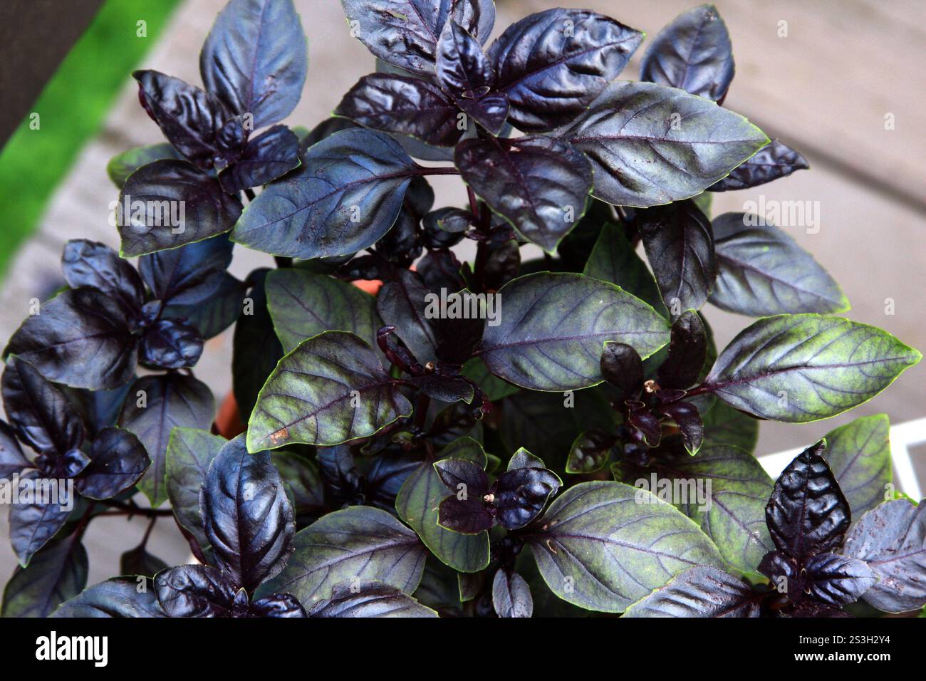 Close up basil leaf growing hi-res stock photography and images - Alamy