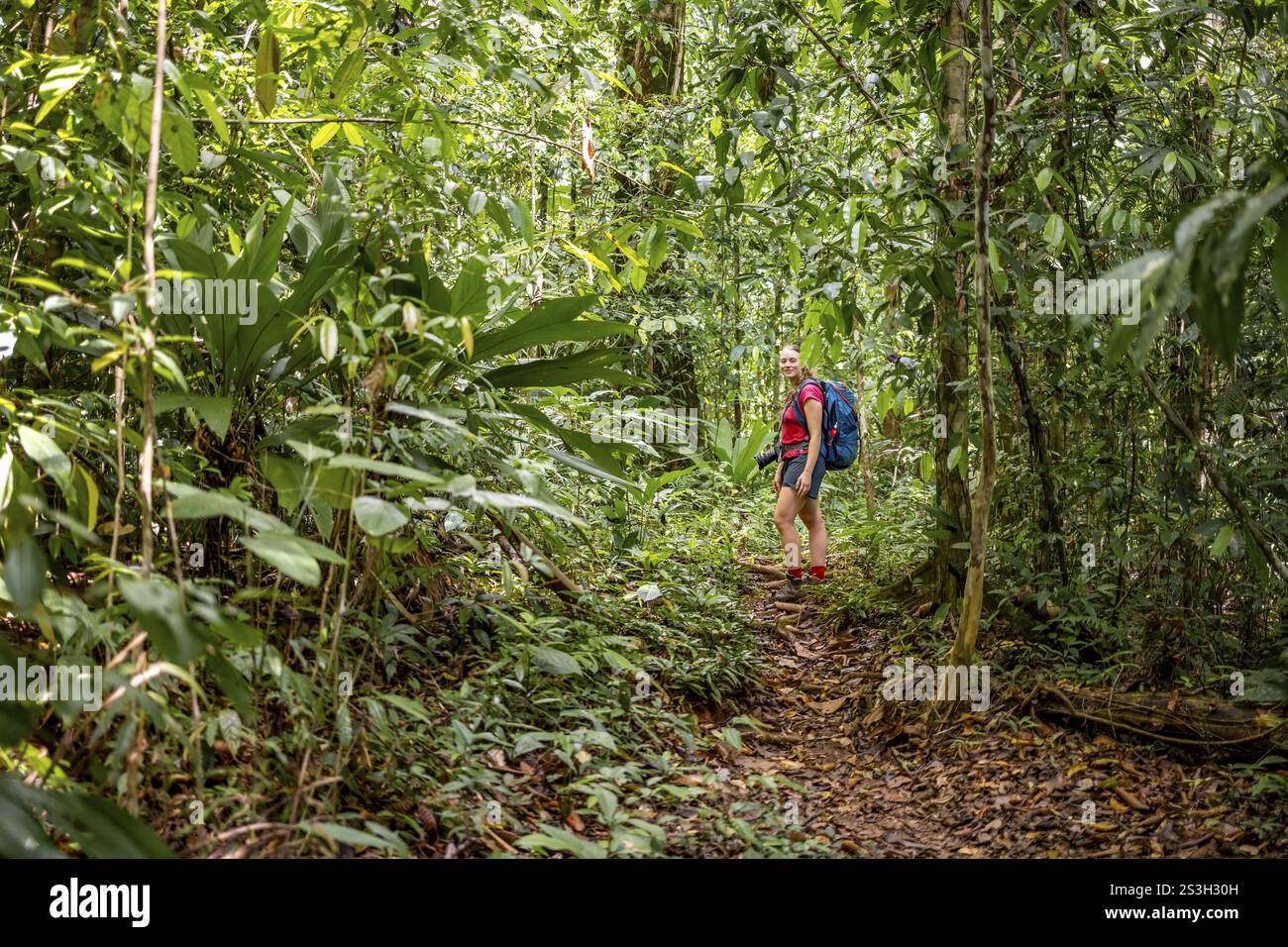 Tourist on a hiking trail in dense vegetation, tropical rainforest ...