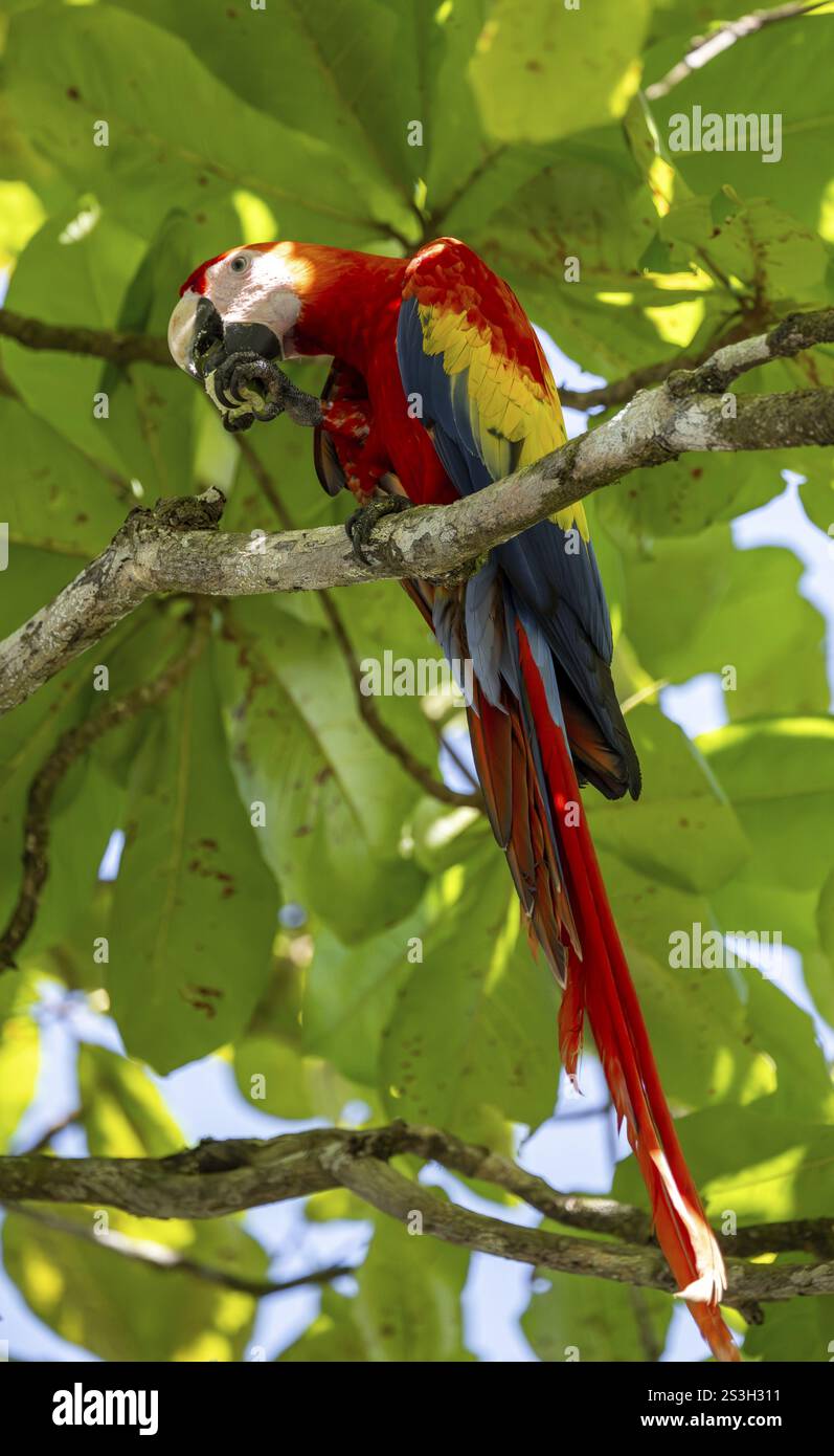Scarlet Macaw (Ara macao) eating fruit in catappa tree (Terminalia ...