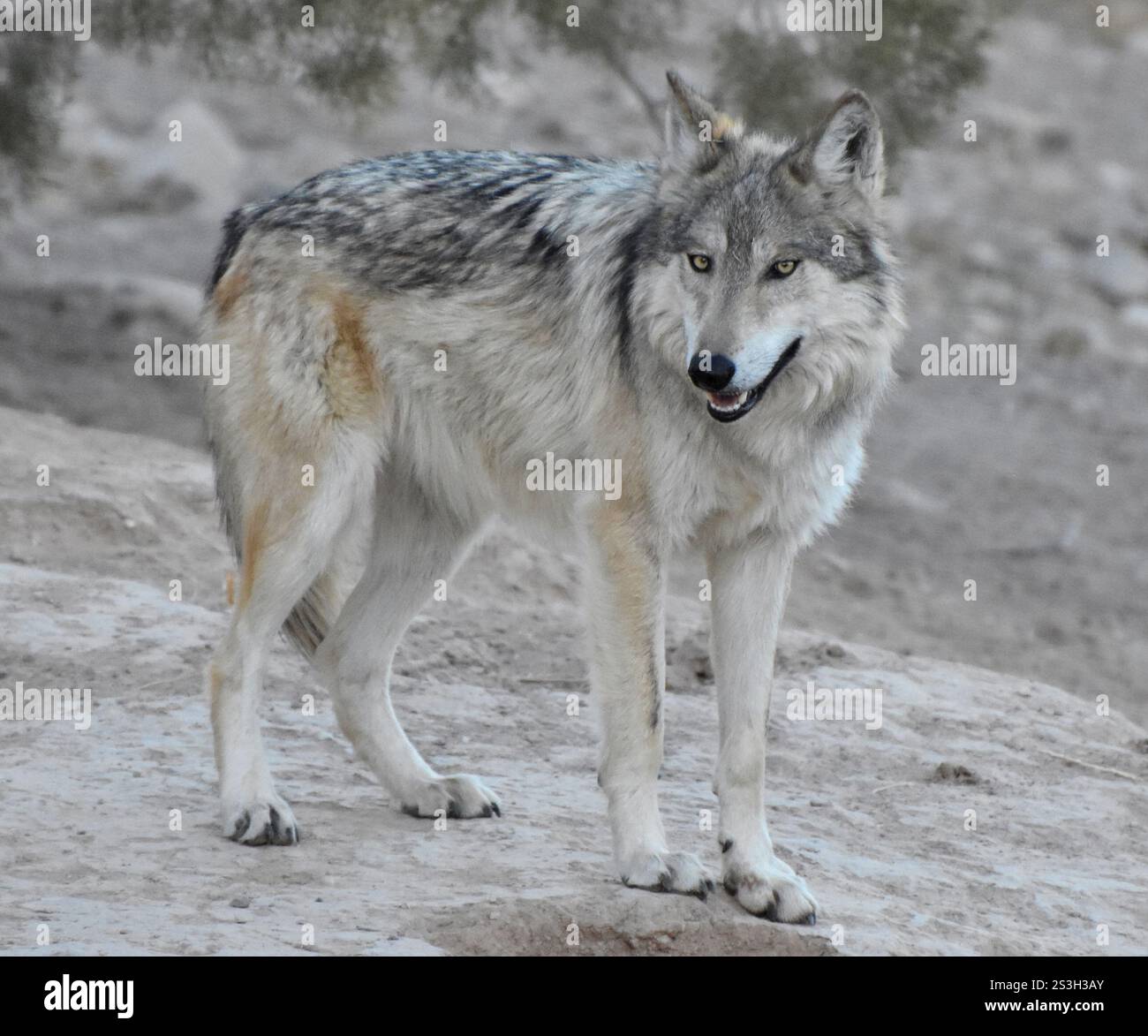 The Mexican Wolf (Canis lupus baileyi) is a subspecies of gray wolf ...
