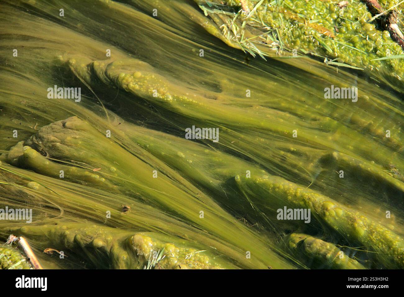 Virginia, USA. Close-up of algae growing at the edge of a mountain lake ...