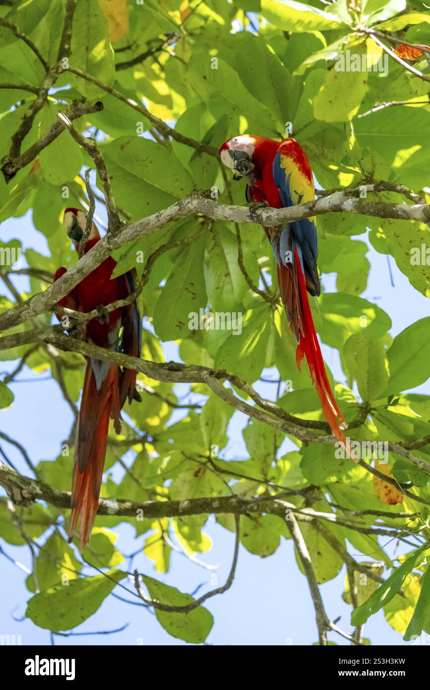 Scarlet Macaw (Ara macao) eating fruit in catappa tree (Terminalia ...