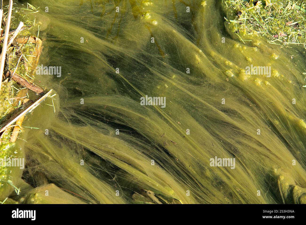 Virginia, USA. Close-up of algae growing at the edge of a mountain lake ...