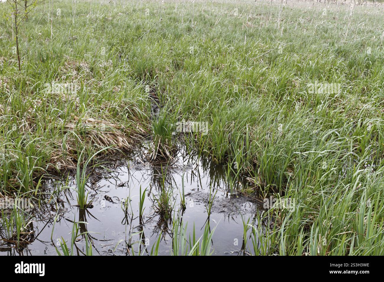A wet marsh with tall grass and still water, moor on the River Peene ...