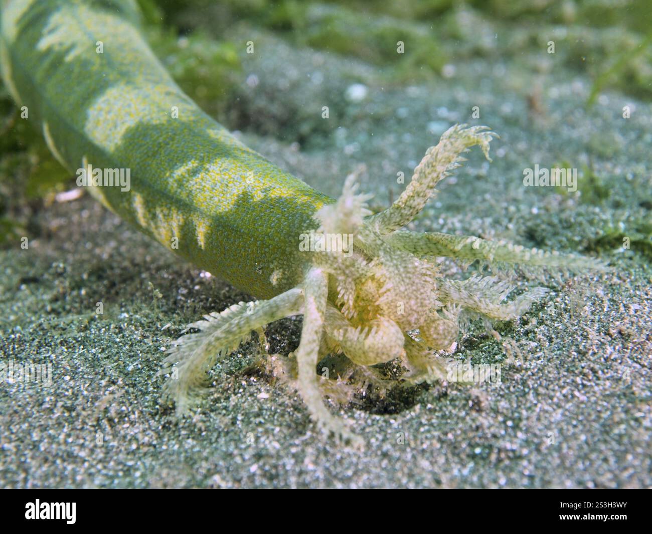 Close-up of the mouth of a Feather mouth sea cucumber (Synapta maculata ...