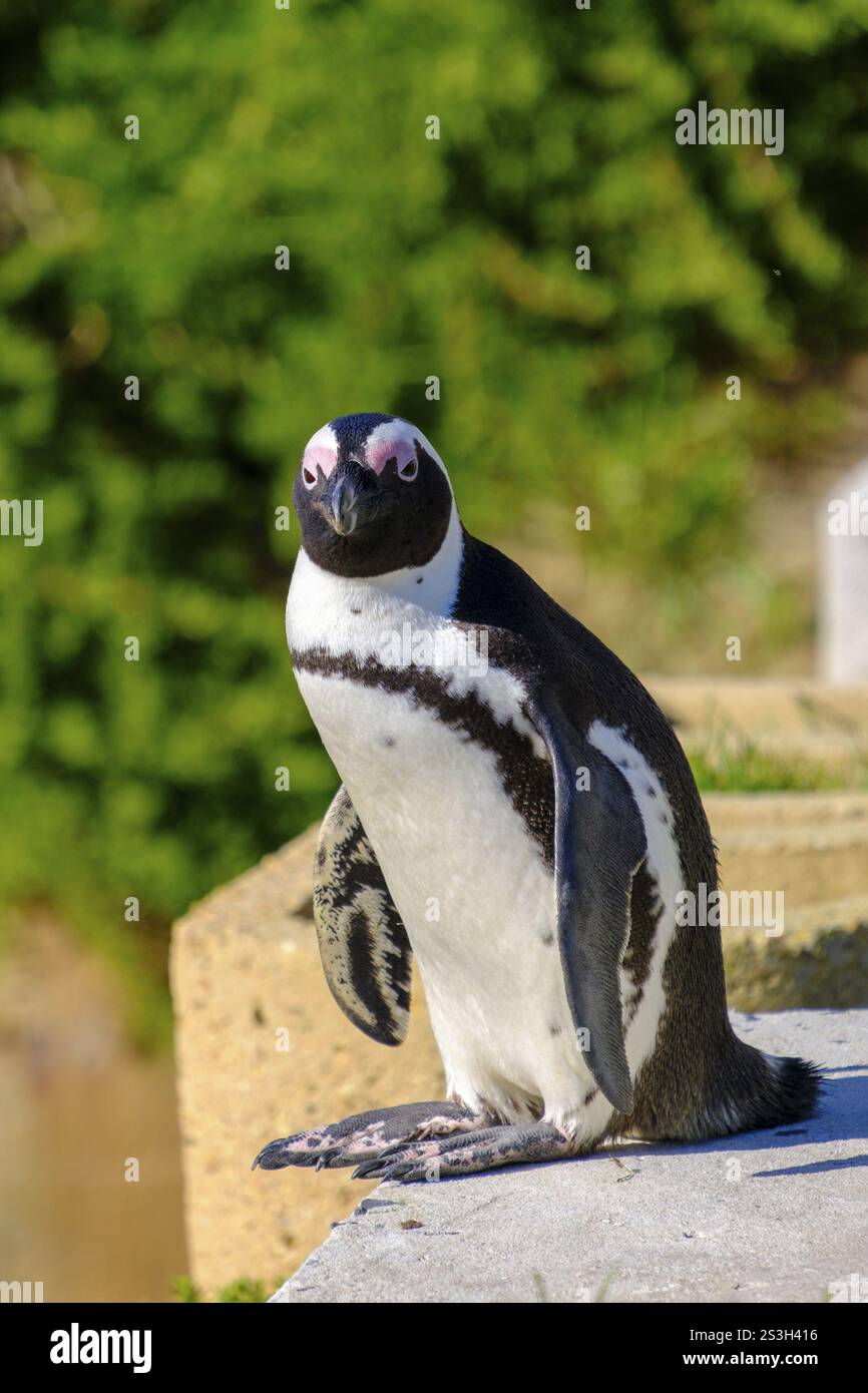 African penguin, Boulders Penguin Colony, Simons Town, Cape Town, Cape ...