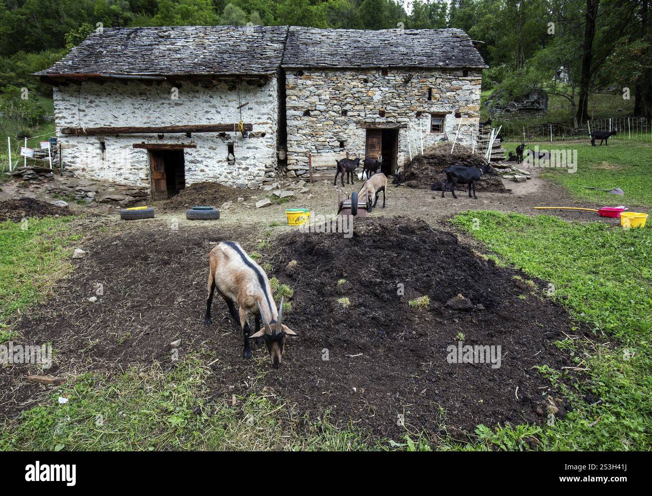 Goats (Capra) and goat pen, village of Sonogno, Verzasca Valley, Valle ...