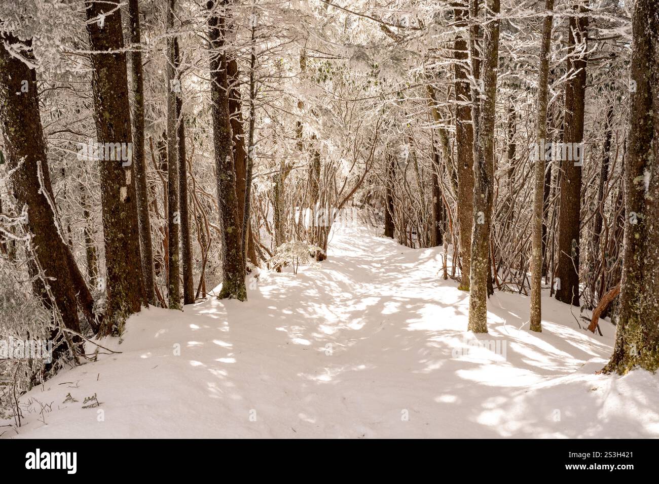 Winter Wonderland on the Snake Den Ridge Trail in the Smokies Stock ...
