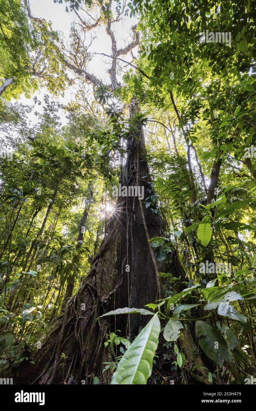 Tree and dense vegetation in tropical rainforest, Sun Star, Corcovado ...