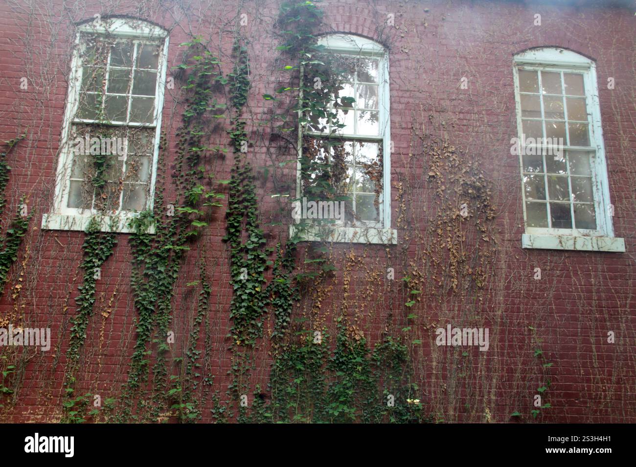 Lynchburg, VA, USA. English ivy climbing over the brick wall of an old ...