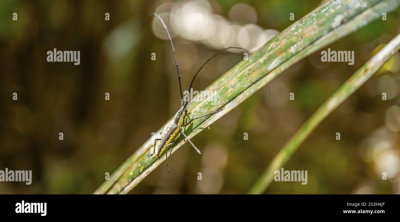 Flat-headed longhorned beetle (Taeniotes scalatus), sitting on a leaf ...