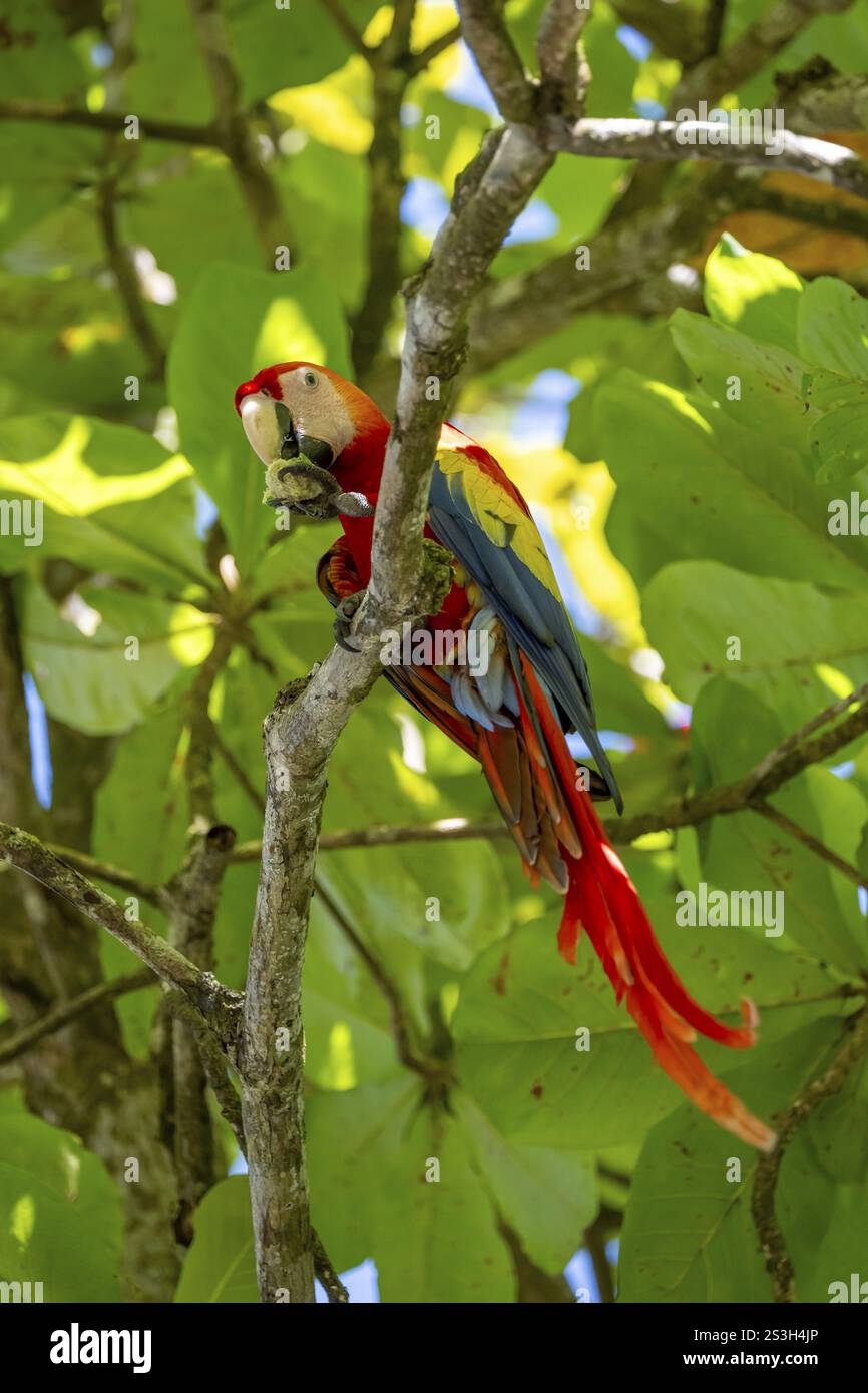 Scarlet Macaw (Ara macao) eating fruit in catappa tree (Terminalia ...
