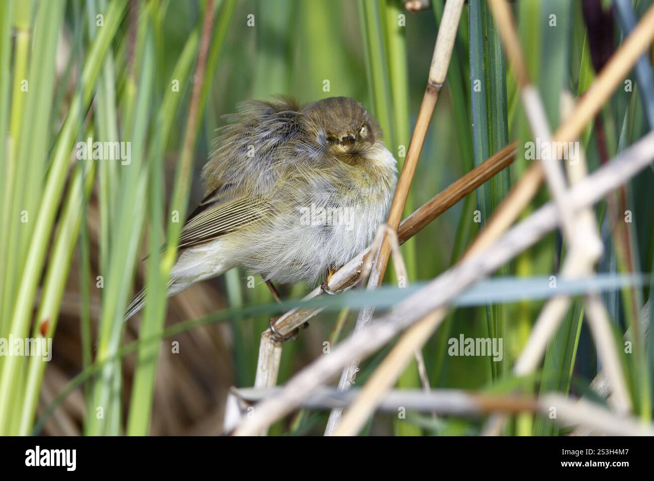 Chiffchaff or willow warbler (Phylloscopus collybita), sleeping animal ...