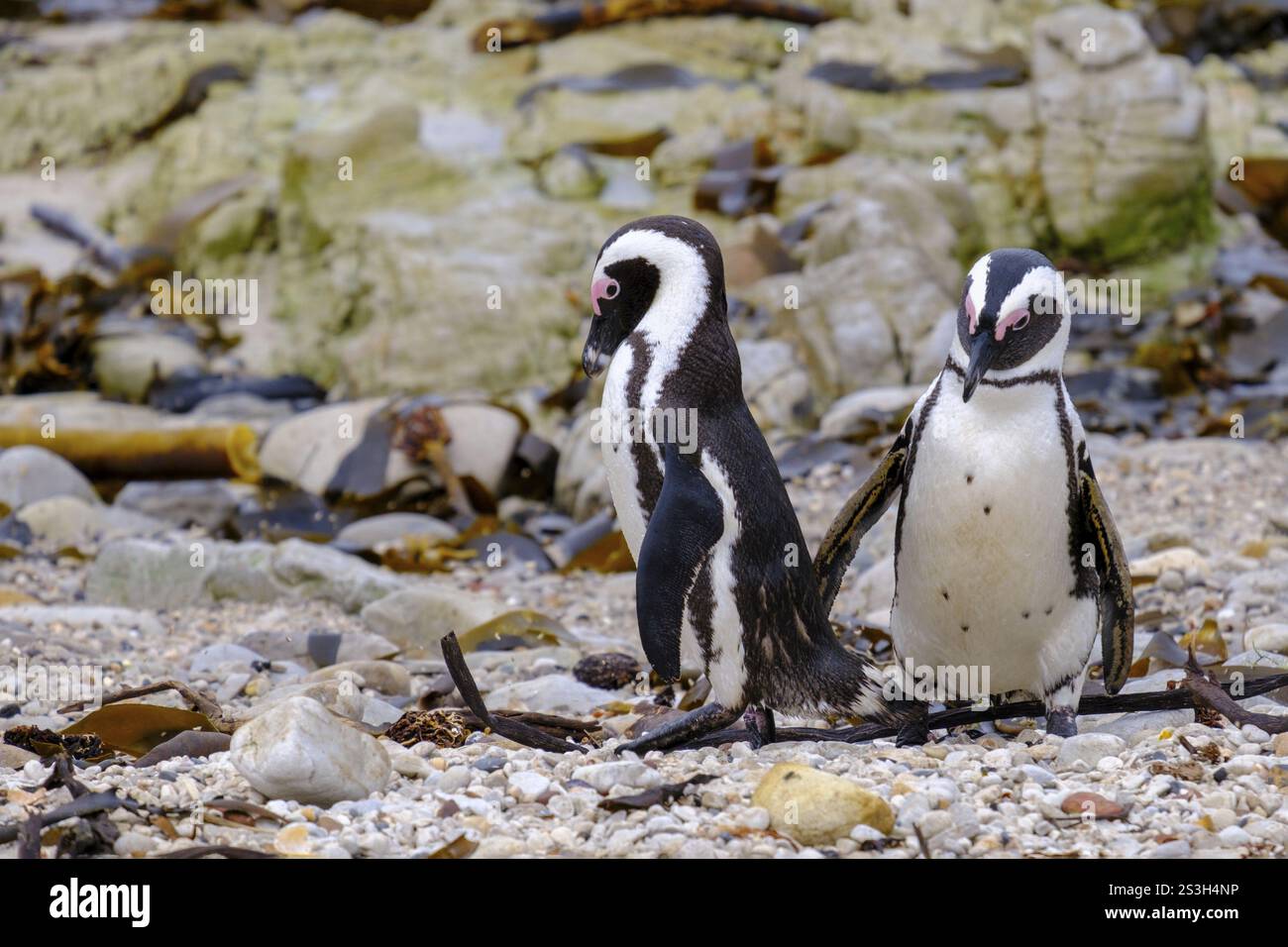 African penguin, penguin, Stony Point Penguin Colony, Bettys Bay ...
