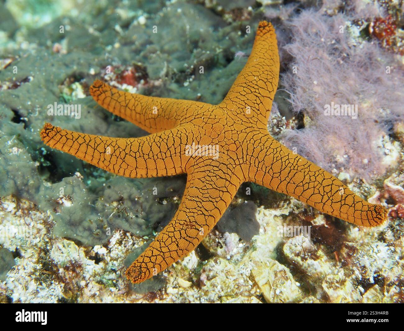 Orange Indian starfish (Fromia indica) with distinctive pattern on a ...